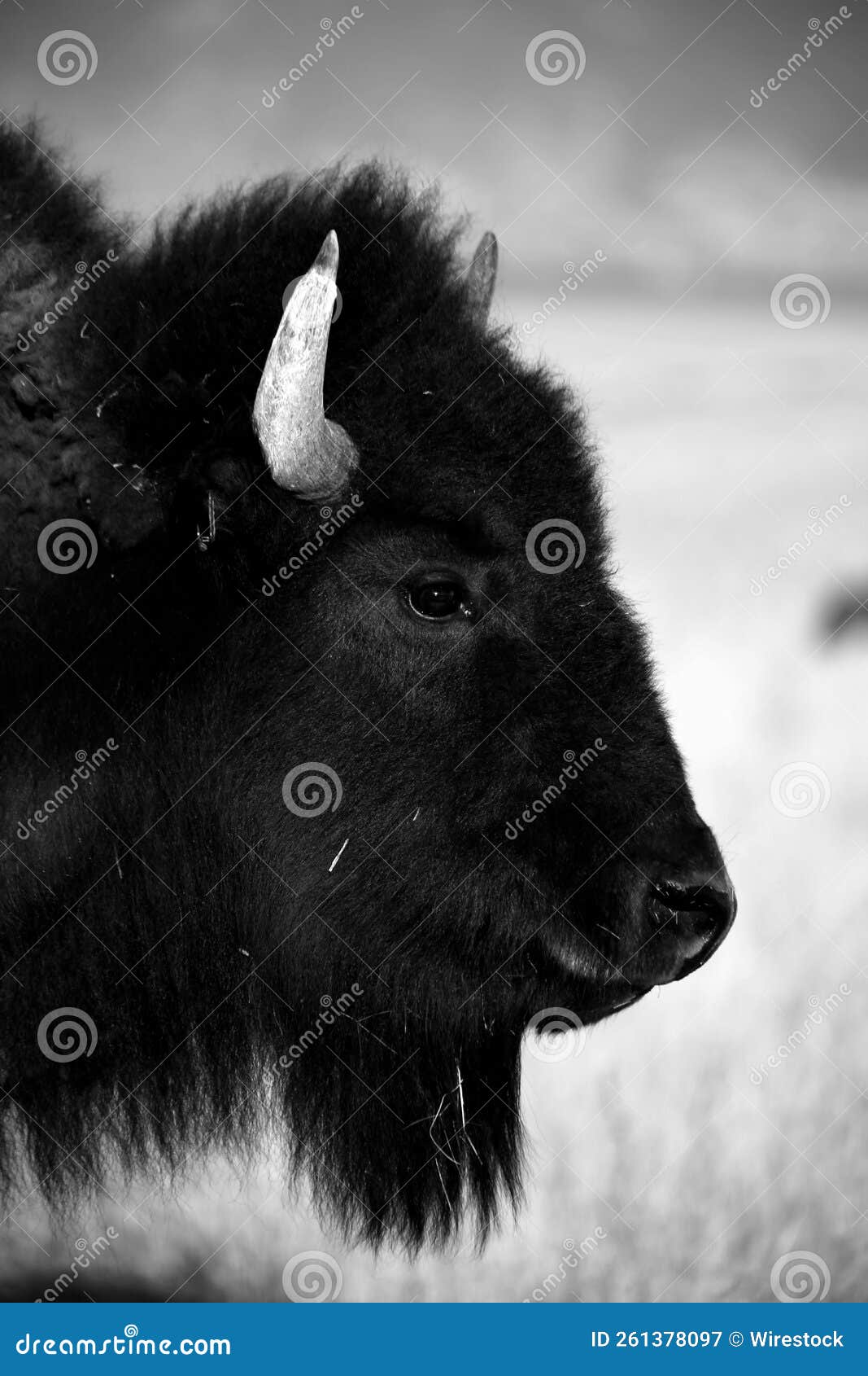 Side Portrait of a Bison in Grayscale Stock Image - Image of bison ...