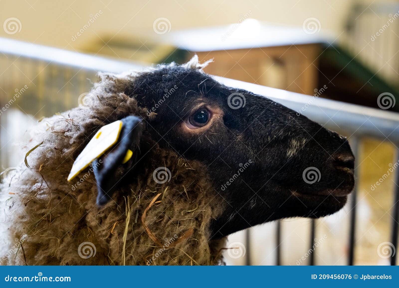 Side Portrait of a Black Faced Sheep Inside Barn, Shed Stock Photo ...