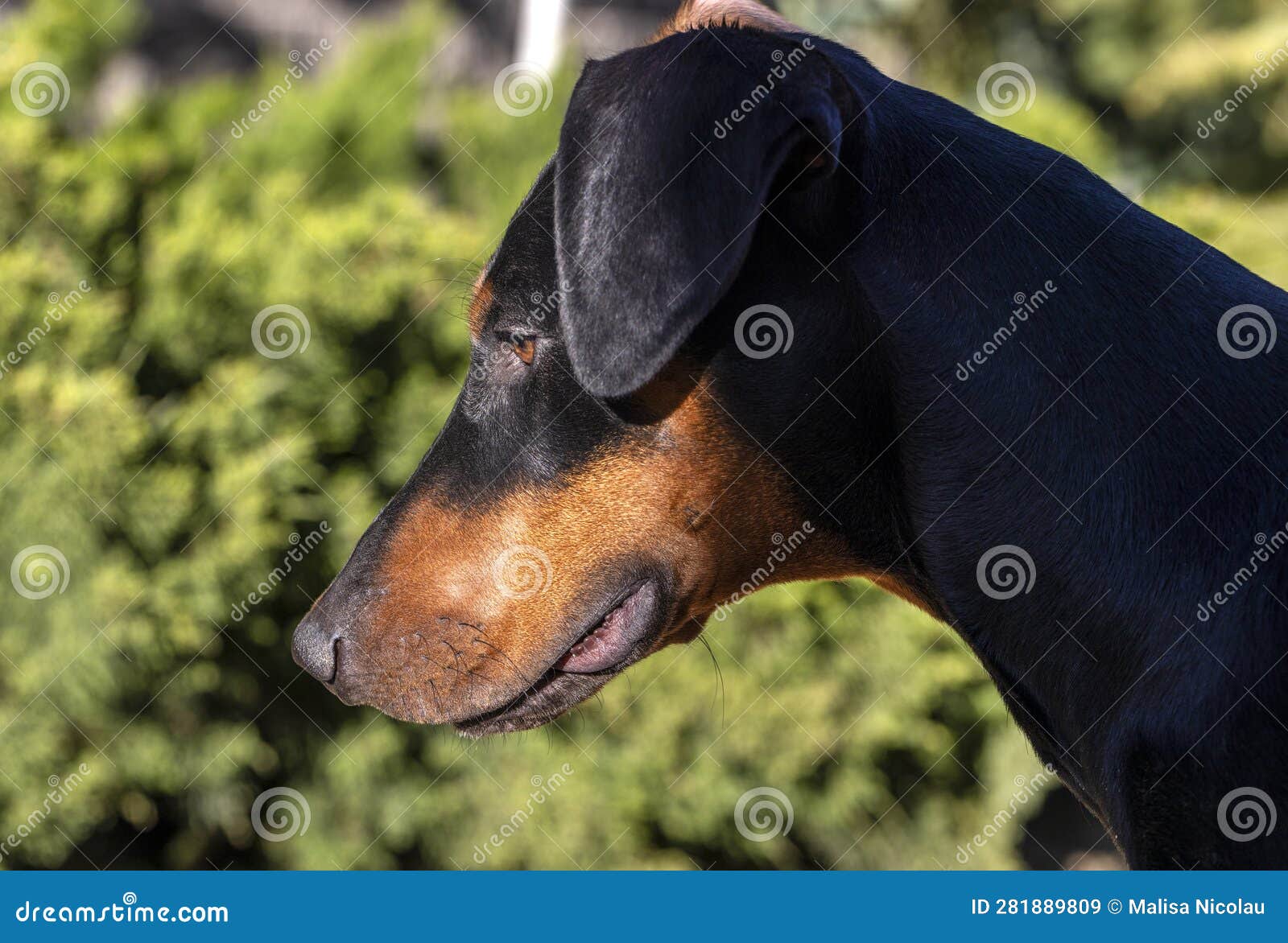 Side Portrait of a Black and Tan Doberman Head Stock Image - Image of ...