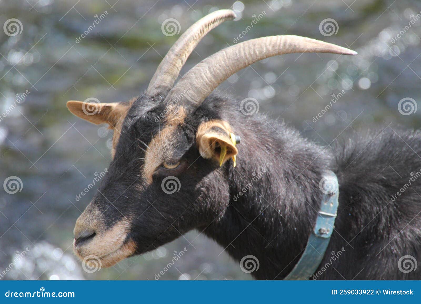 Side Portrait of Black Thuringian Goat with Big Horns Stock Photo ...
