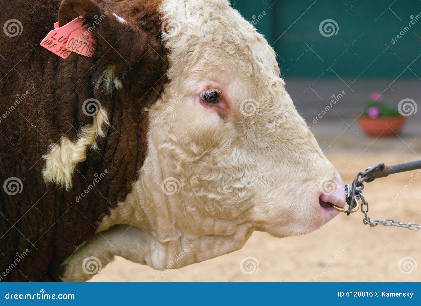 Side Portrait of Breeding Bull Stock Photo - Image of mammal, profile ...