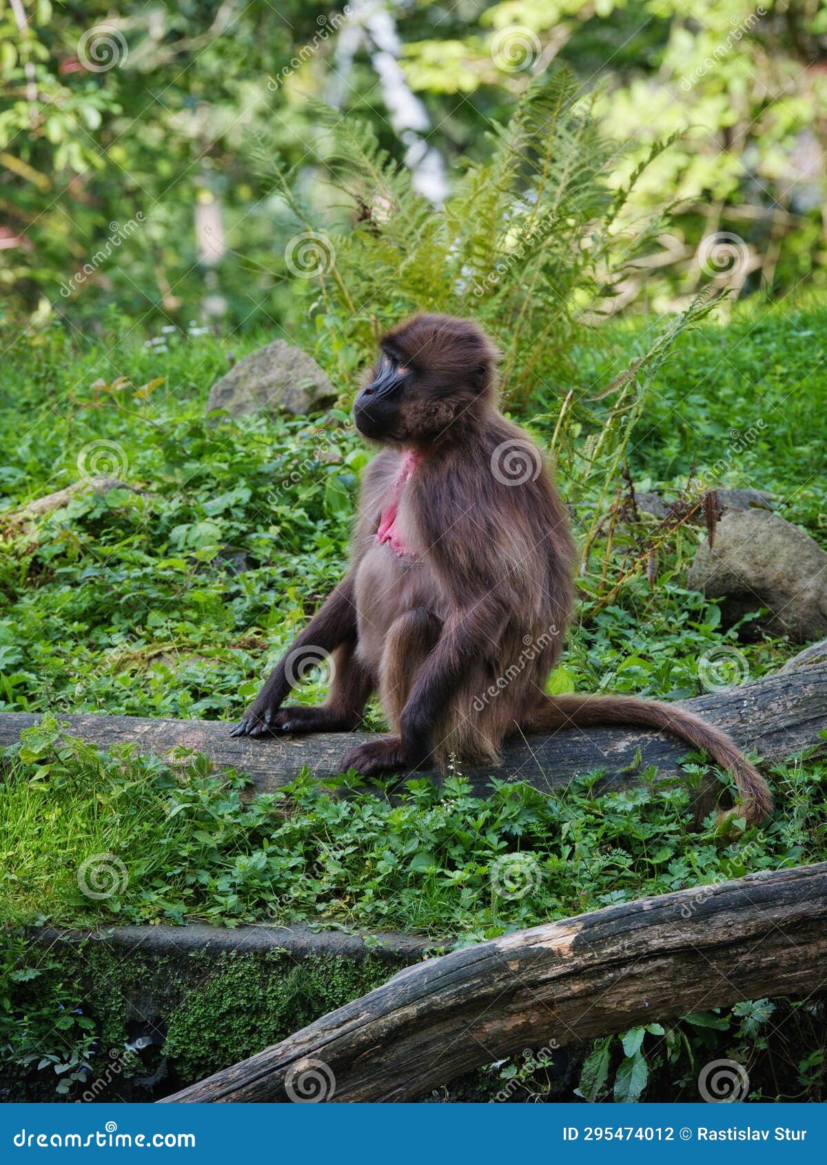 Side Portrait of a Brown Hairy Monkey Outdoors on a Fallen Dry Tree ...