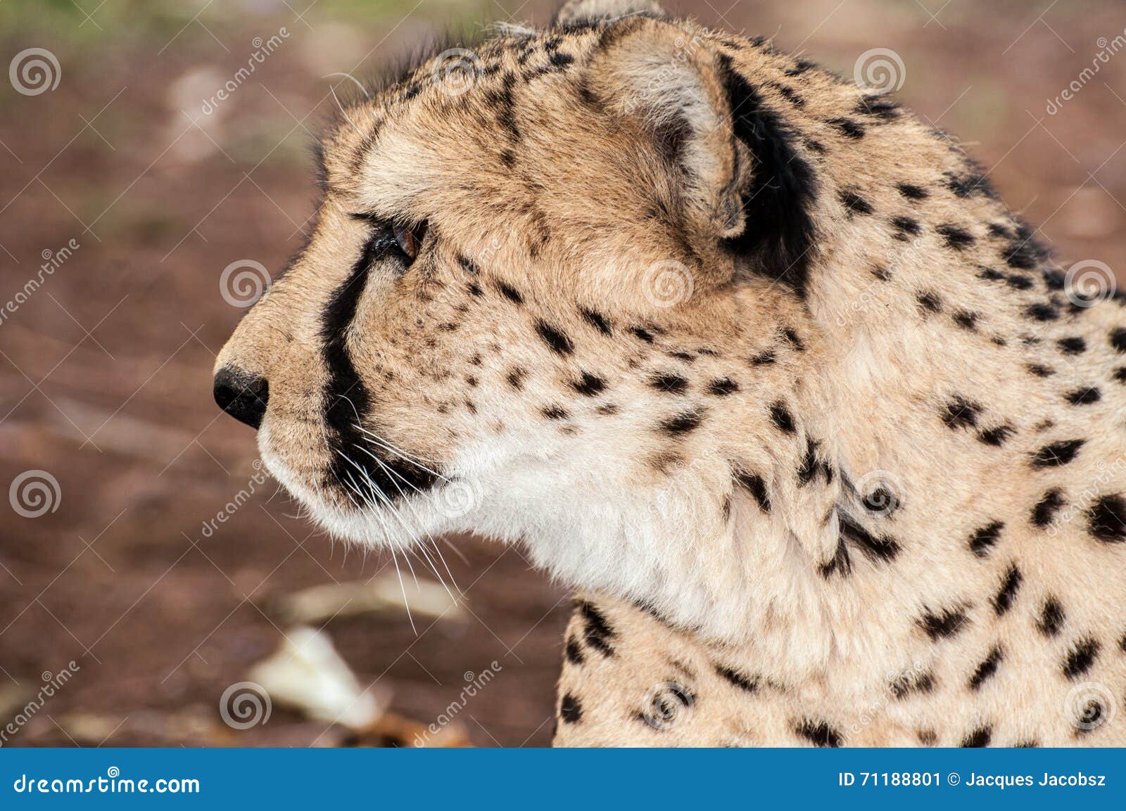 Cheetah Face Side