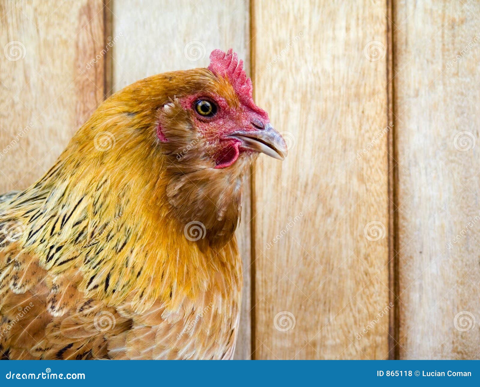 Side portrait of chicken stock photo. Image of details - 865118