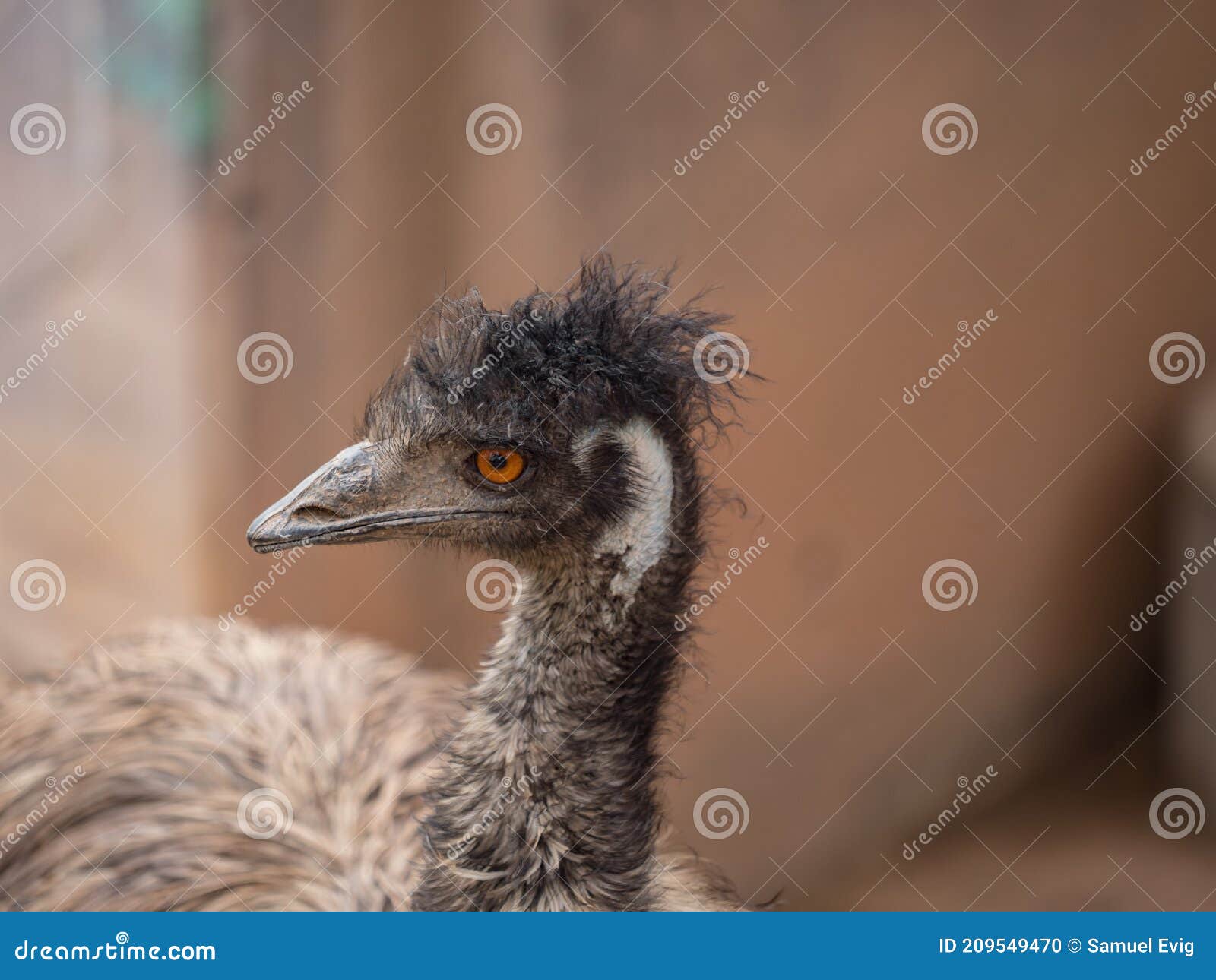 Side portrait of an emu stock photo. Image of room, portrait - 209549470