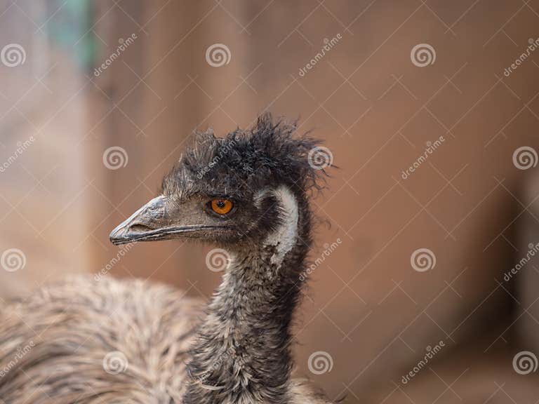 Side portrait of an emu stock photo. Image of room, portrait - 209549470