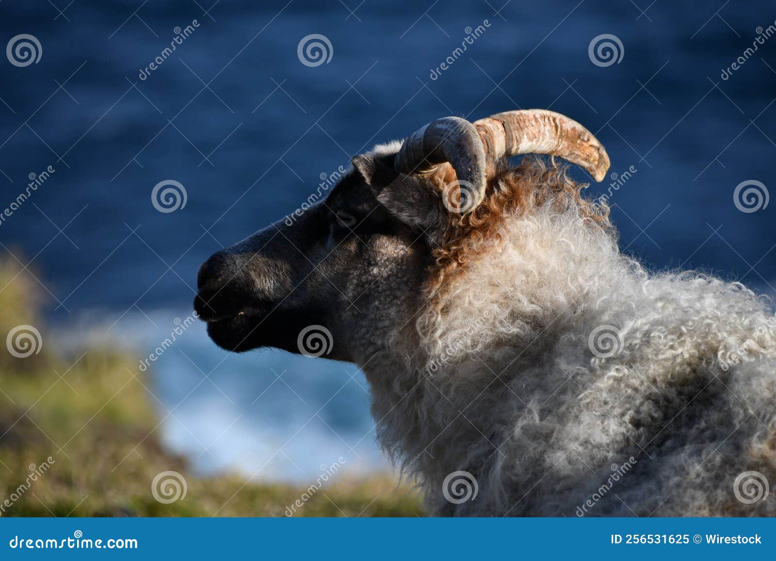 Side portrait of a goat stock image. Image of wildlife - 256531625