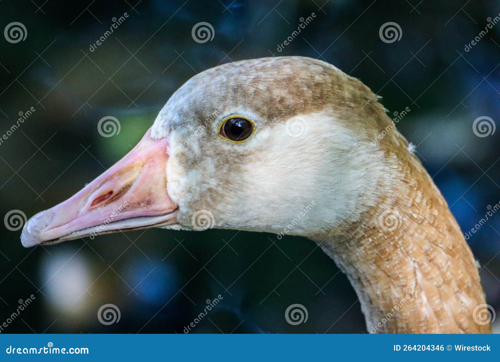 Side portrait of a goose stock photo. Image of outdoors - 264204346