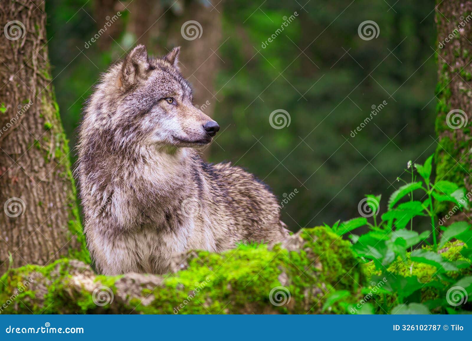 Side Portrait of Gray Wolf Photographed in the Forest Stock Image ...