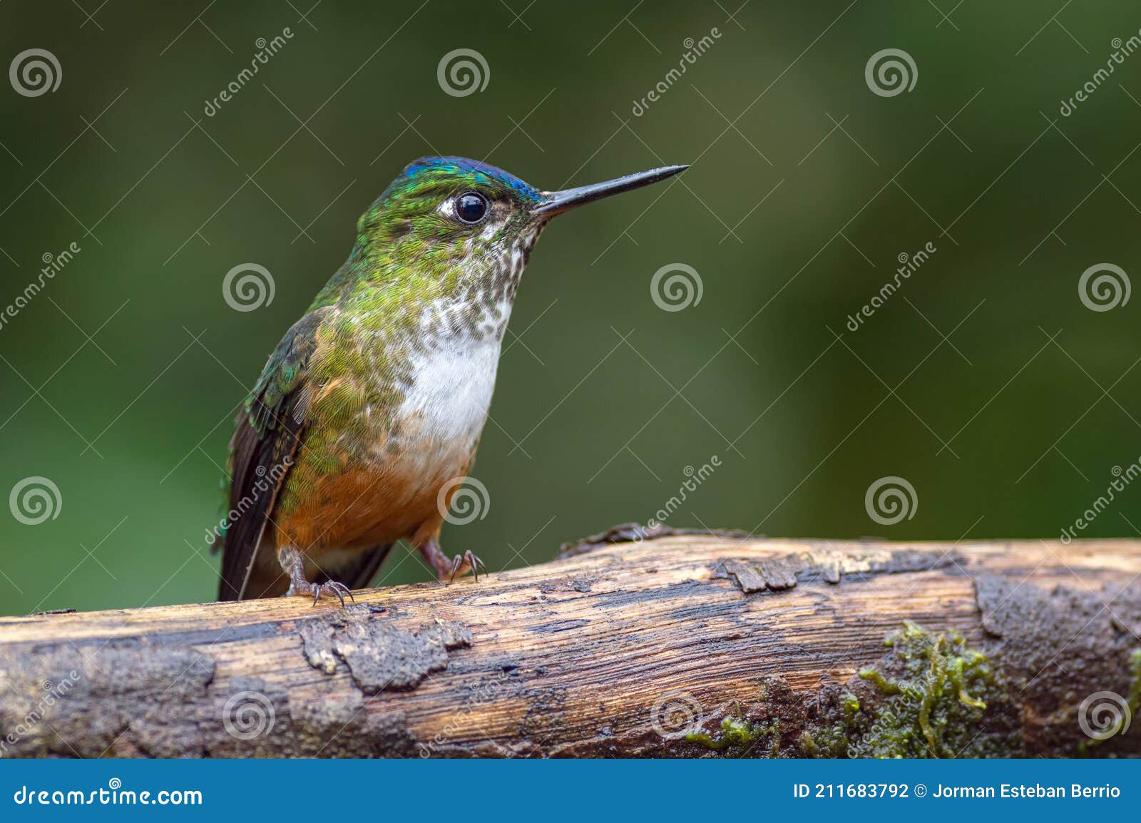 Side Portrait of a Hummingbird on a Tree Trunk Stock Photo - Image of ...
