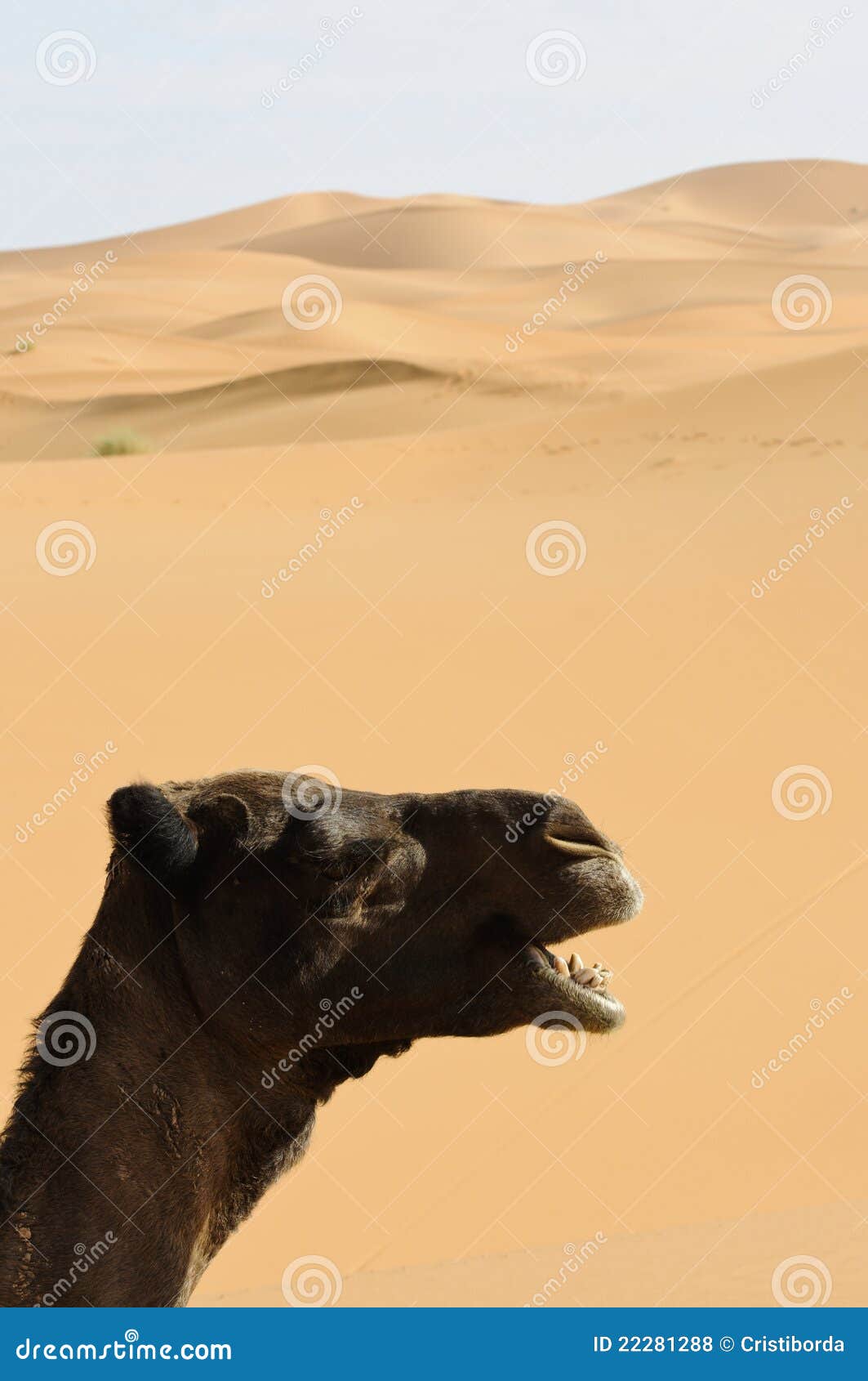 The Laughing Camel. Stock Image | CartoonDealer.com #25105621
