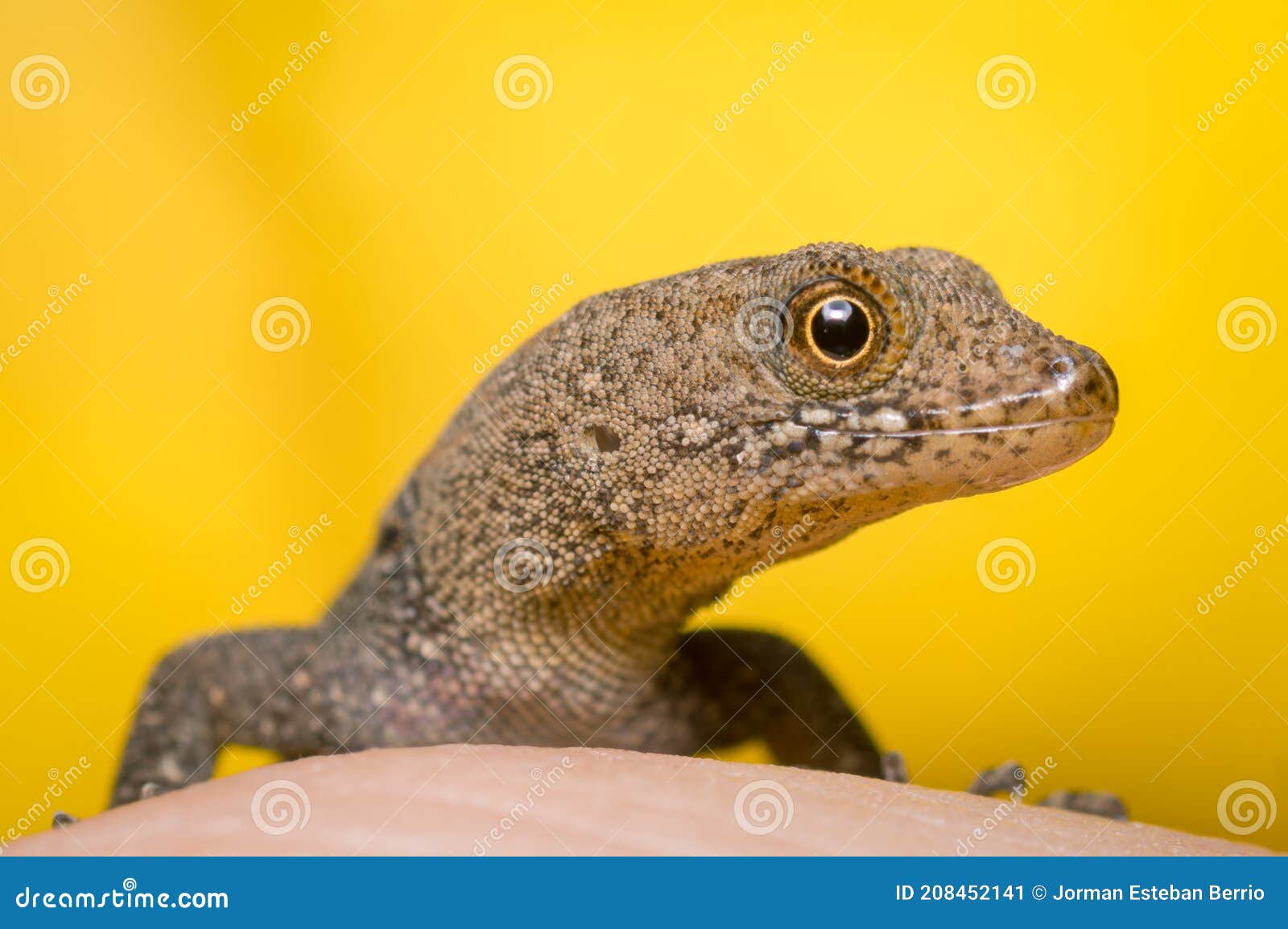 Side Portrait of a Lizard on Yellow Background Stock Image - Image of ...