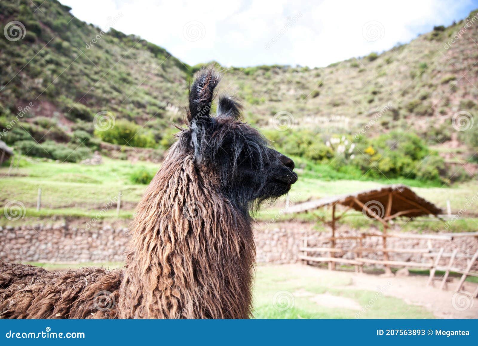 Side Portrait of a Llama stock image. Image of fleece - 207563893