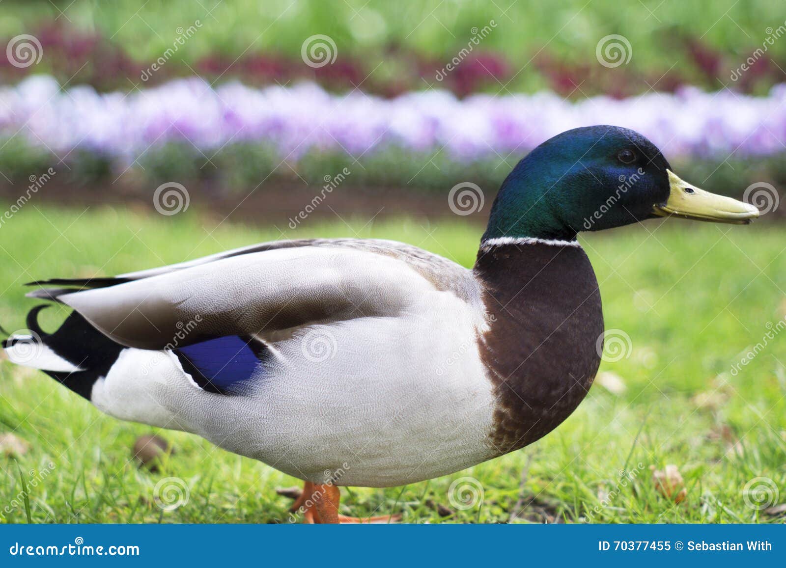 Portrait Of A Mallard Drake, A Close And Personal View Of A Mallard ...