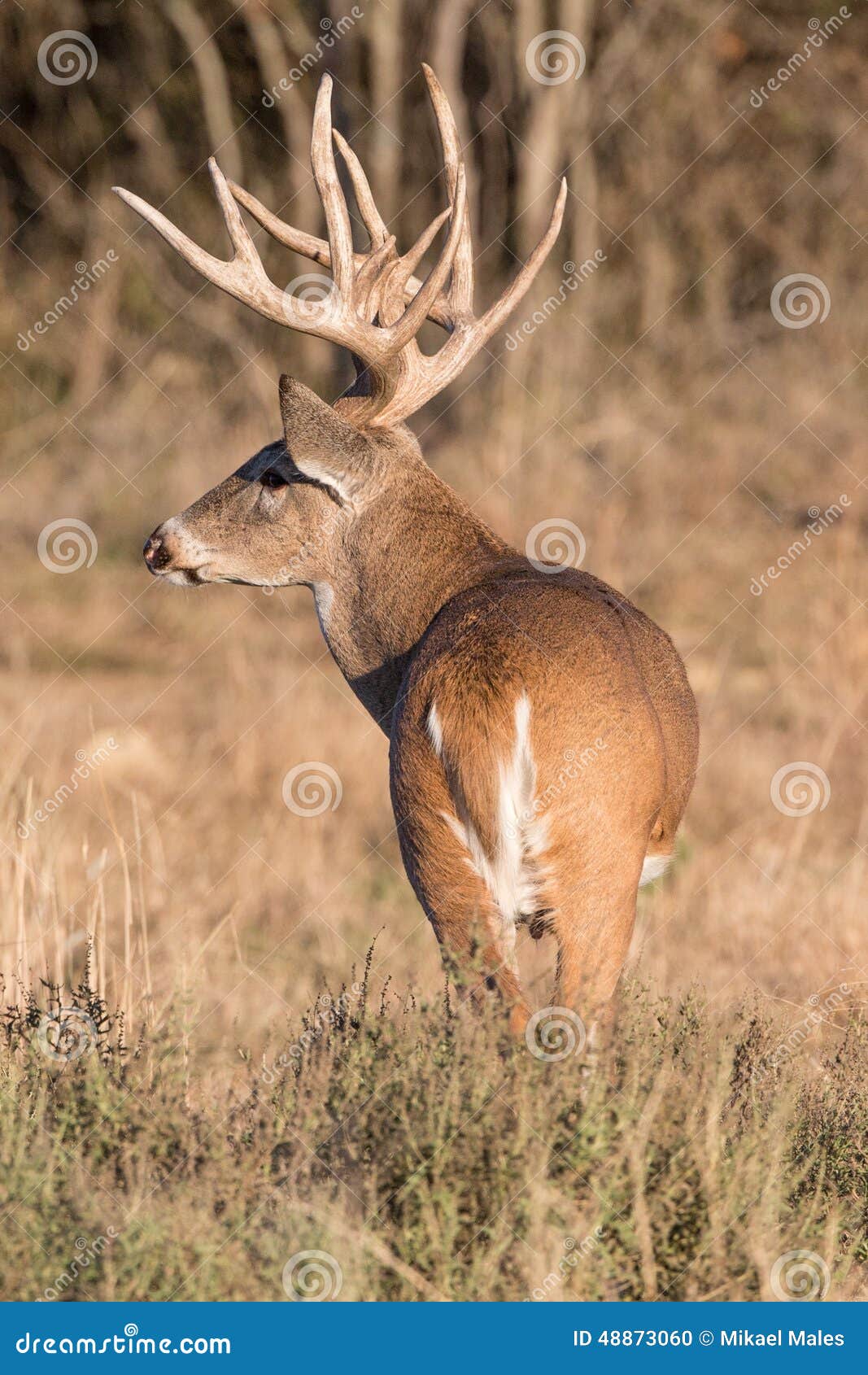 Side Portrait of Massive Whitetail Buck Stock Photo - Image of buck ...