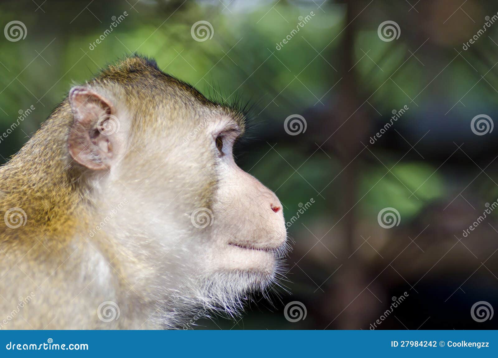 Side portrait monkey stock photo. Image of expression - 27984242