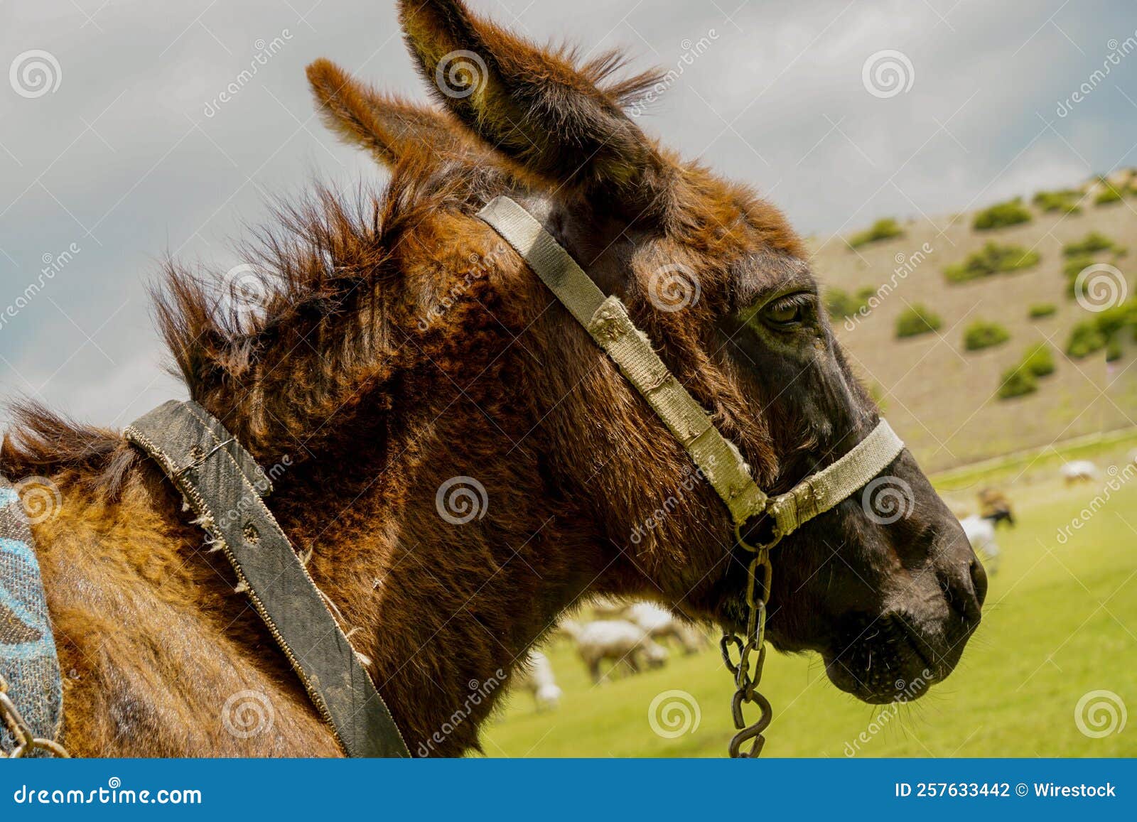 Side Portrait of a Mule on a Pasture Stock Photo - Image of mule, field ...