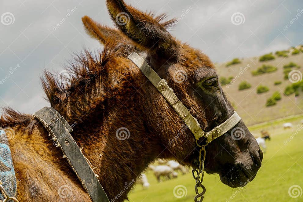 Side Portrait of a Mule on a Pasture Stock Photo - Image of mule, field ...