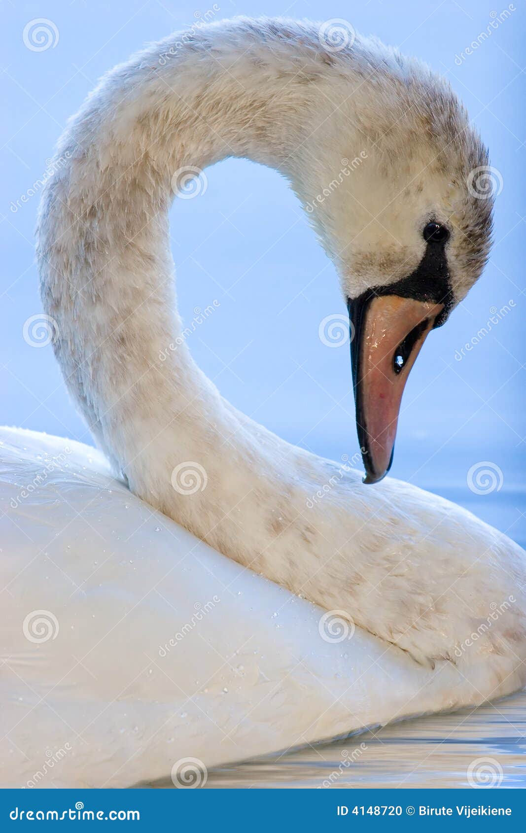 Side portrait of mute swan stock photo. Image of cygnini - 4148720