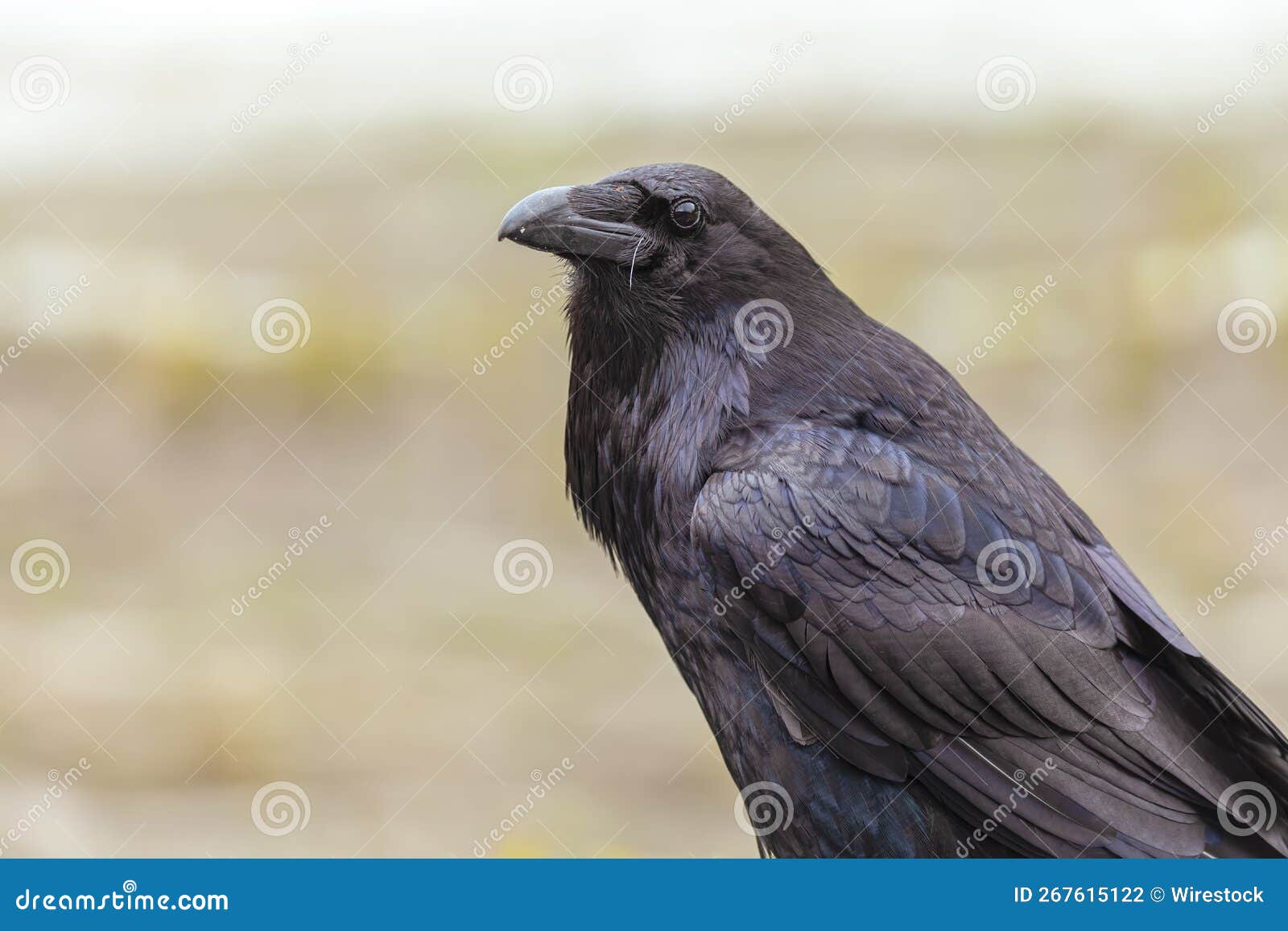 Side Portrait of North American Common Raven with Dark Feathers Stock ...