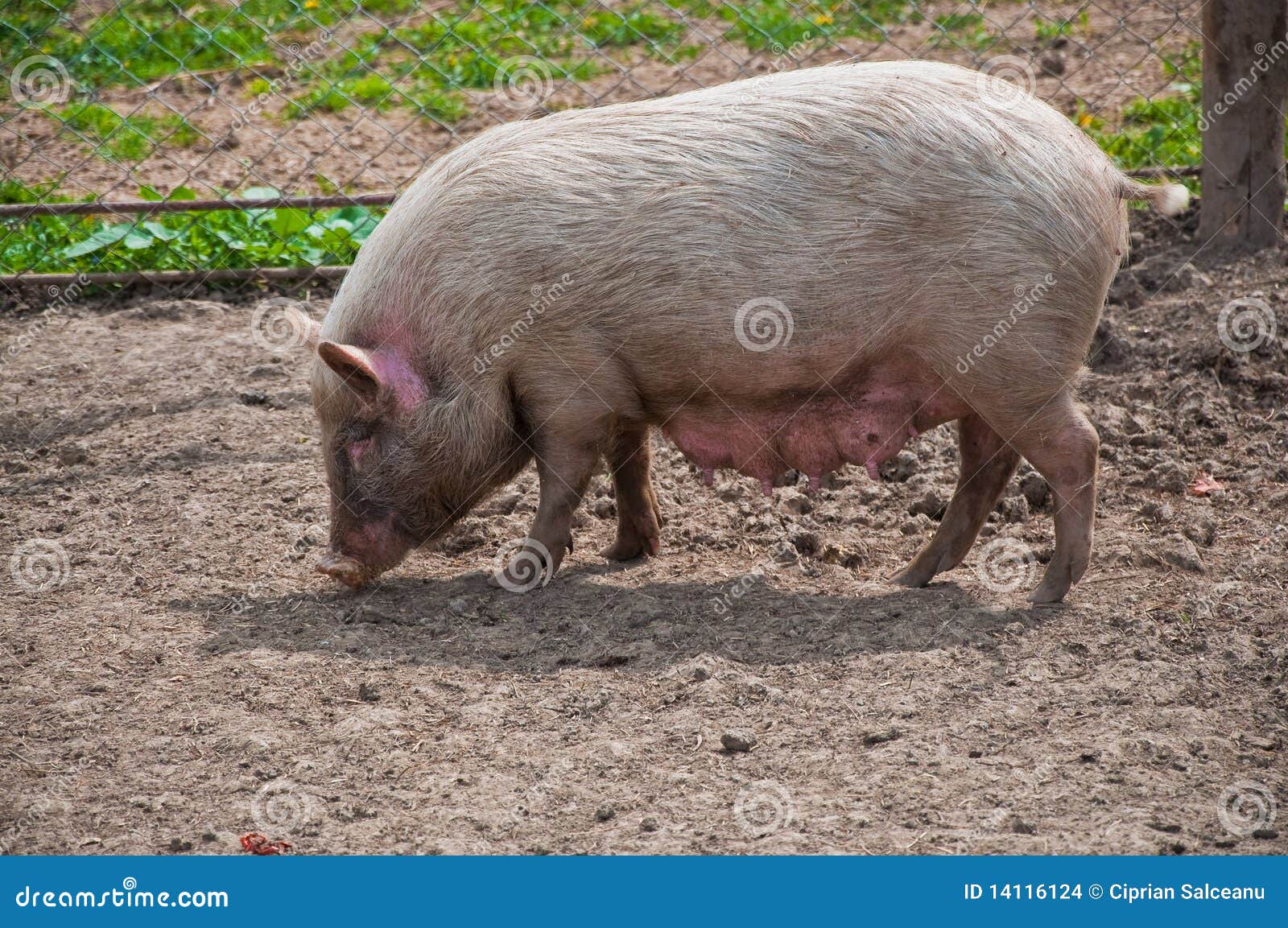 Side portrait of pig stock photo. Image of sniffing, standing - 14116124