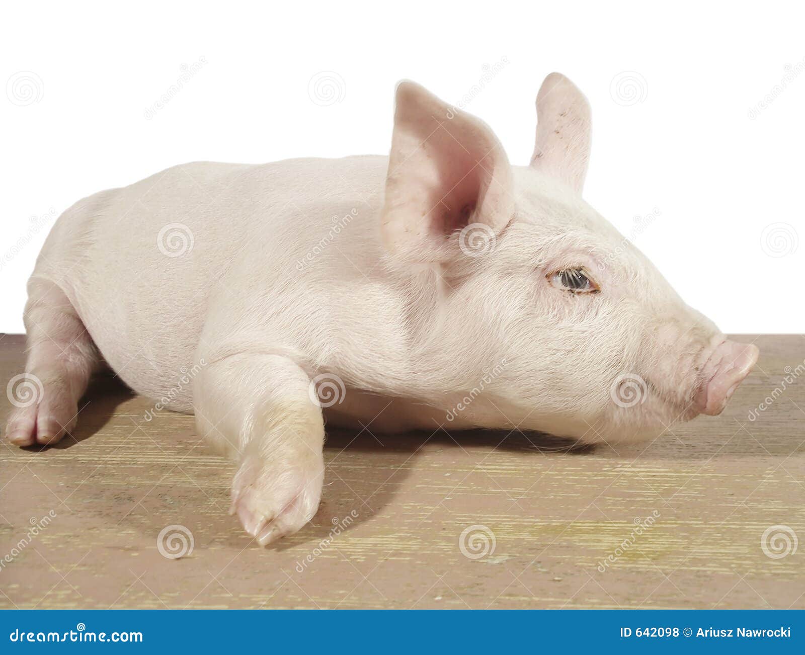 Side portrait of piglet stock photo. Image of inquisitive - 642098