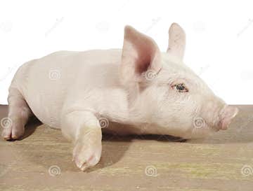 Side portrait of piglet stock photo. Image of inquisitive - 642098