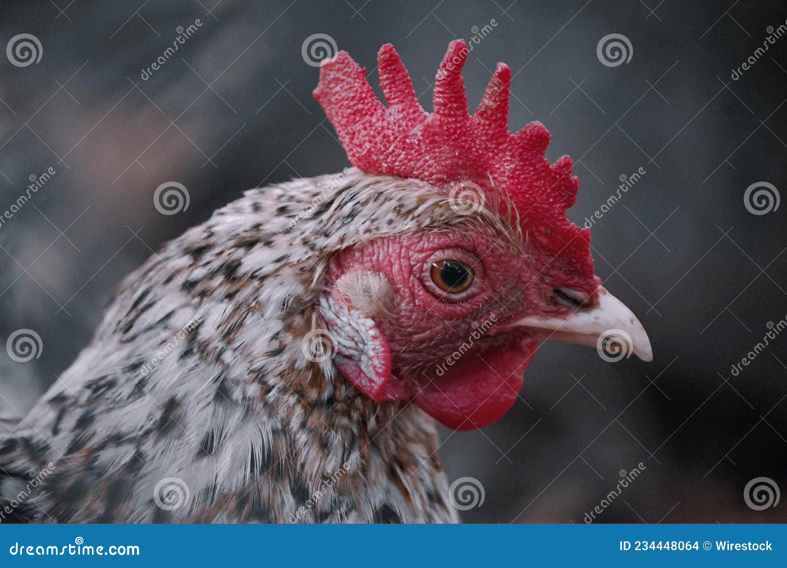 Side Portrait of a Rooster on a Field Stock Photo - Image of bird, side ...