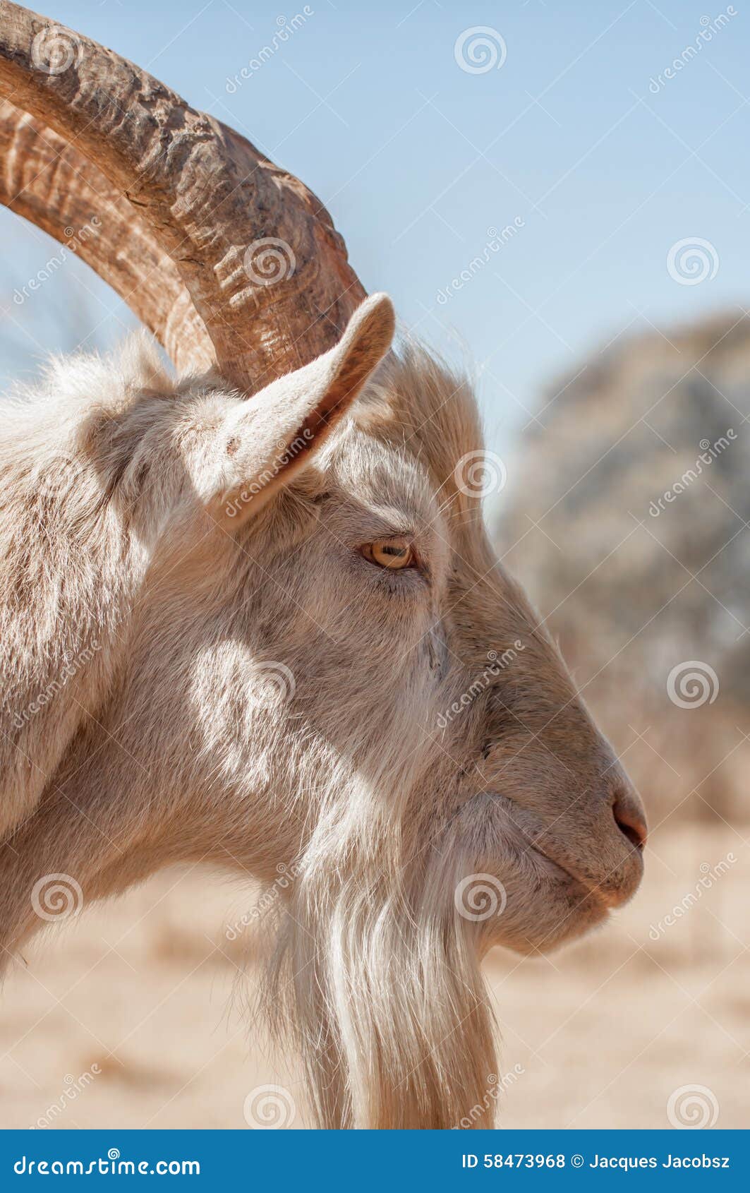 Saanen Goat Stock Photography | CartoonDealer.com #65378054