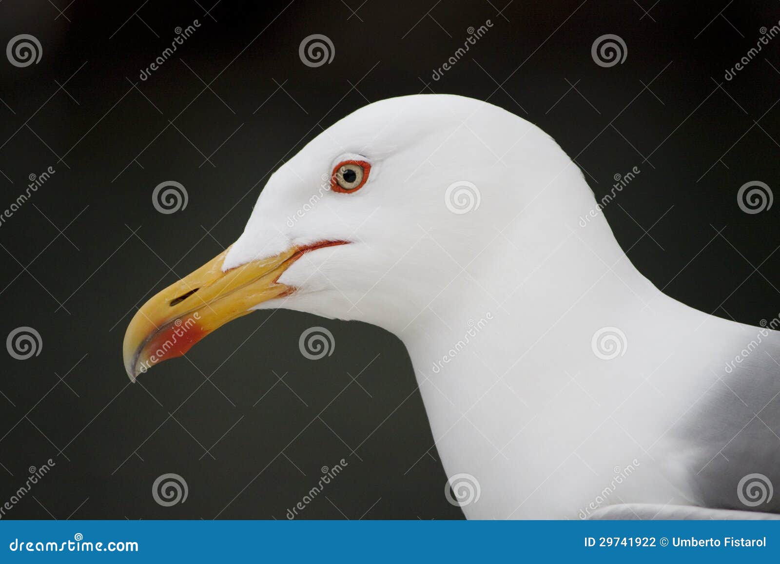 Seagull stock photo. Image of profile, looking, black - 29741922