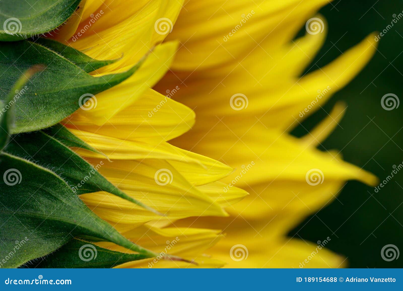 Side Portrait of a Sunflower Stock Photo - Image of isolated, leaf ...