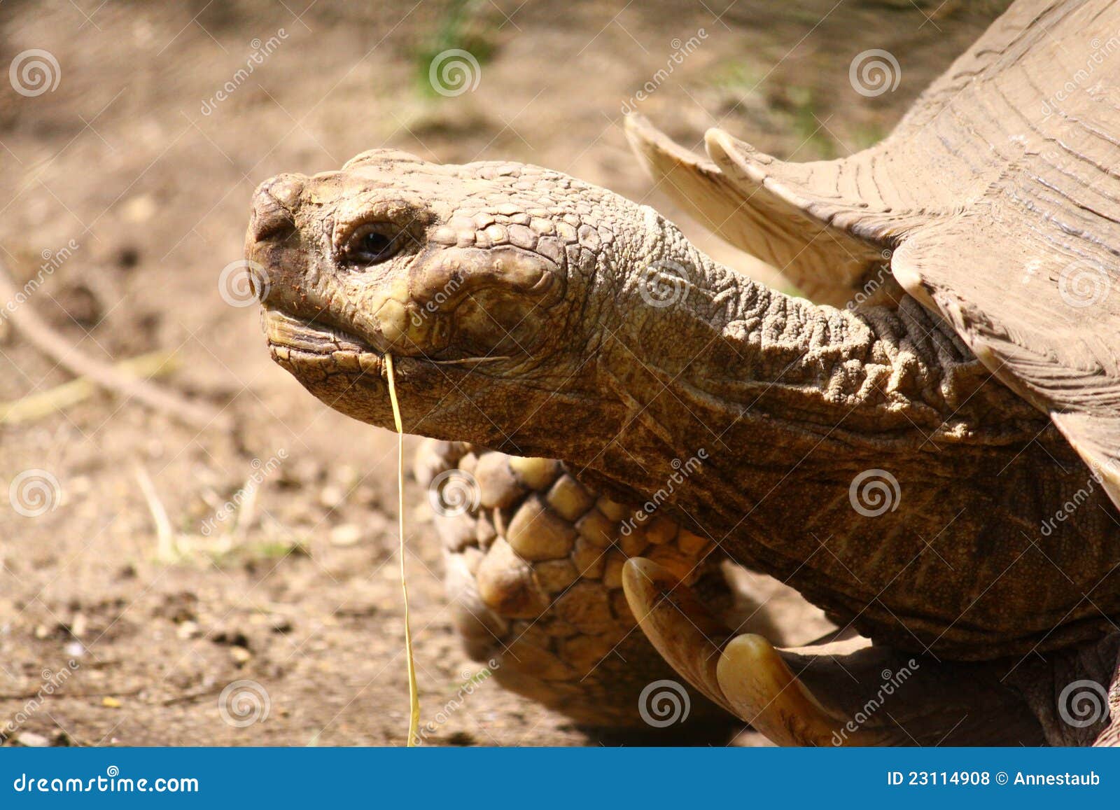 Side portrait of tortoise stock photo. Image of brown - 23114908