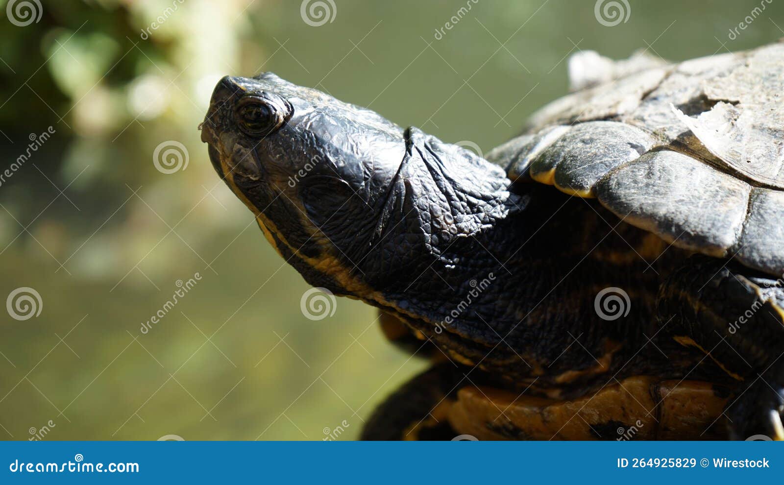 Side portrait of a turtle stock image. Image of pond - 264925829