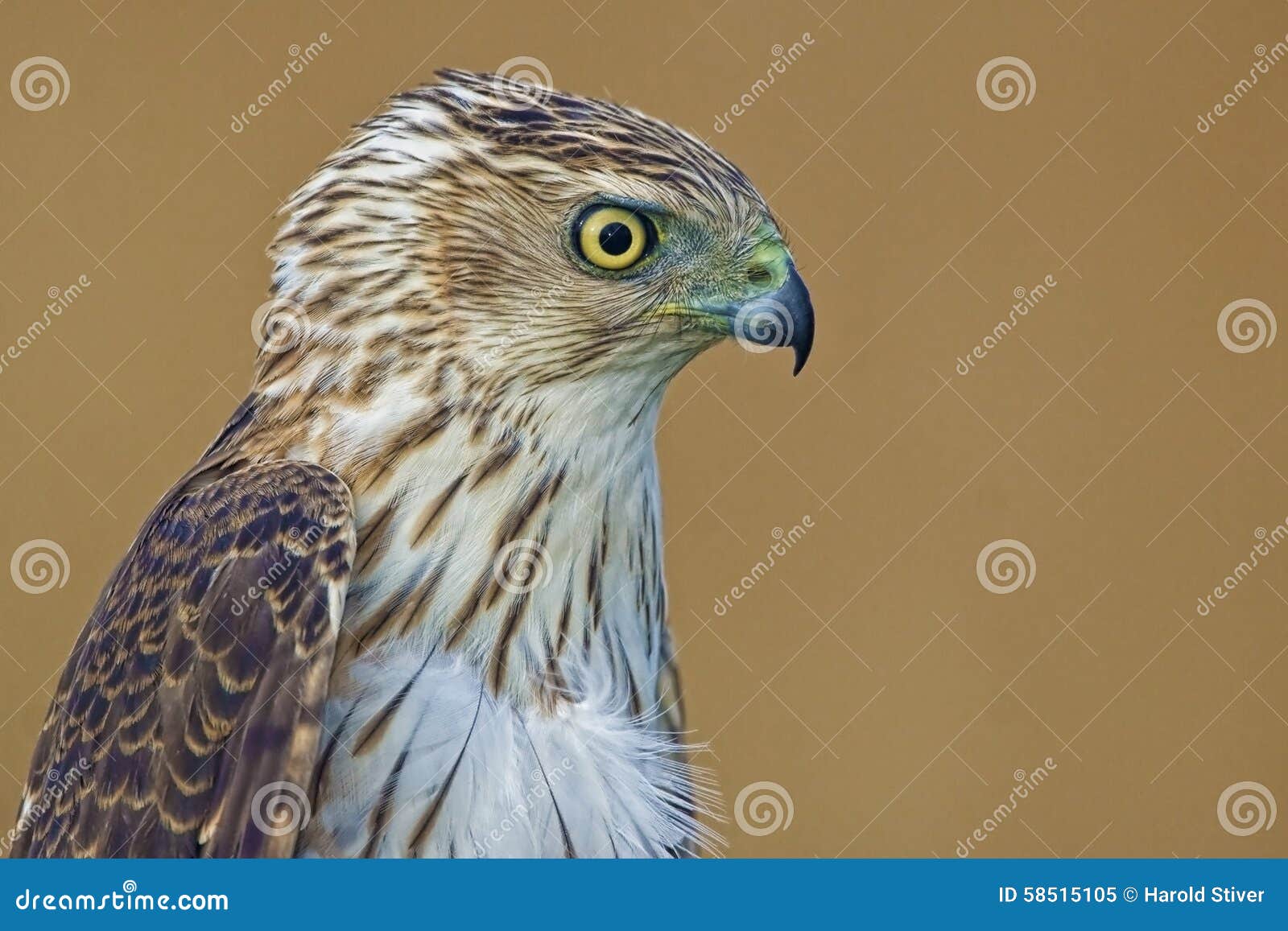 Side Portrait View of a Coopers Hawk Stock Image - Image of carnivore ...