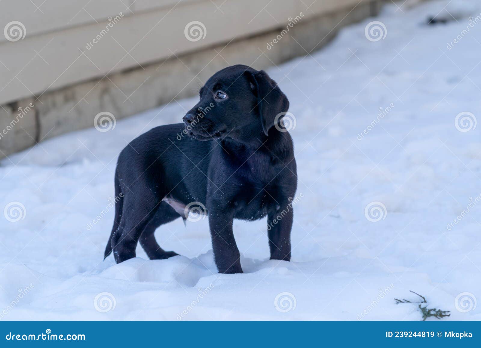 Side Portrait of an 8-week Old Black Lab Puppy Standing in the Snow ...