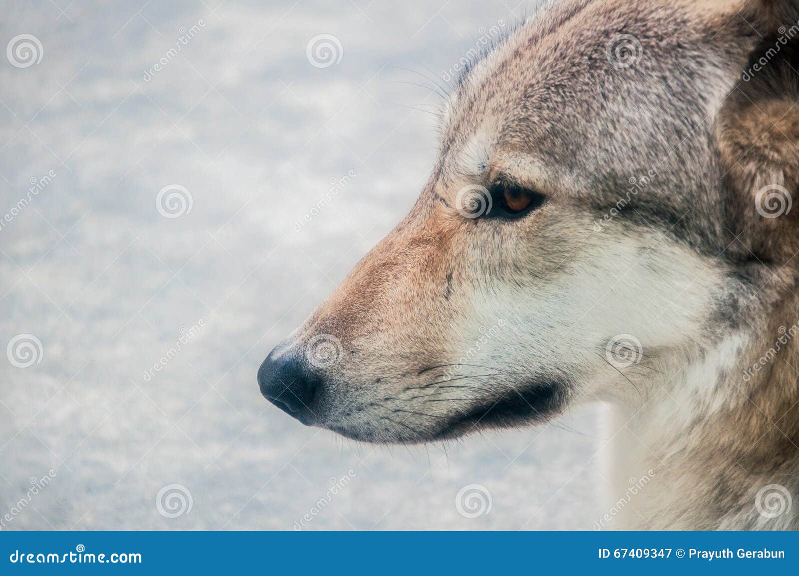 Side portrait of a wolf stock image. Image of wildlife - 67409347
