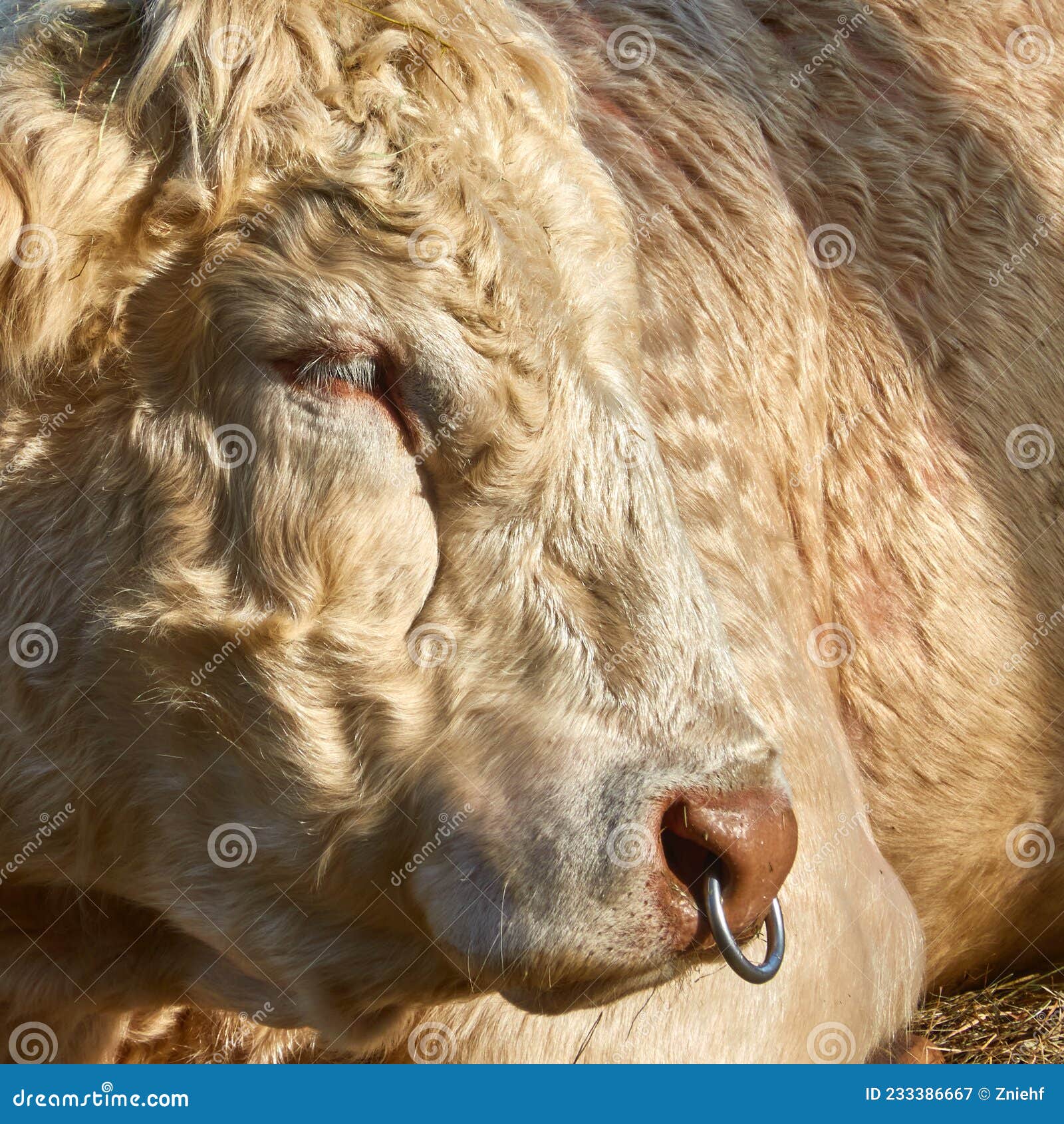 Side Portrait of Young Bull with Iron Ring Pulled through Nostrils ...