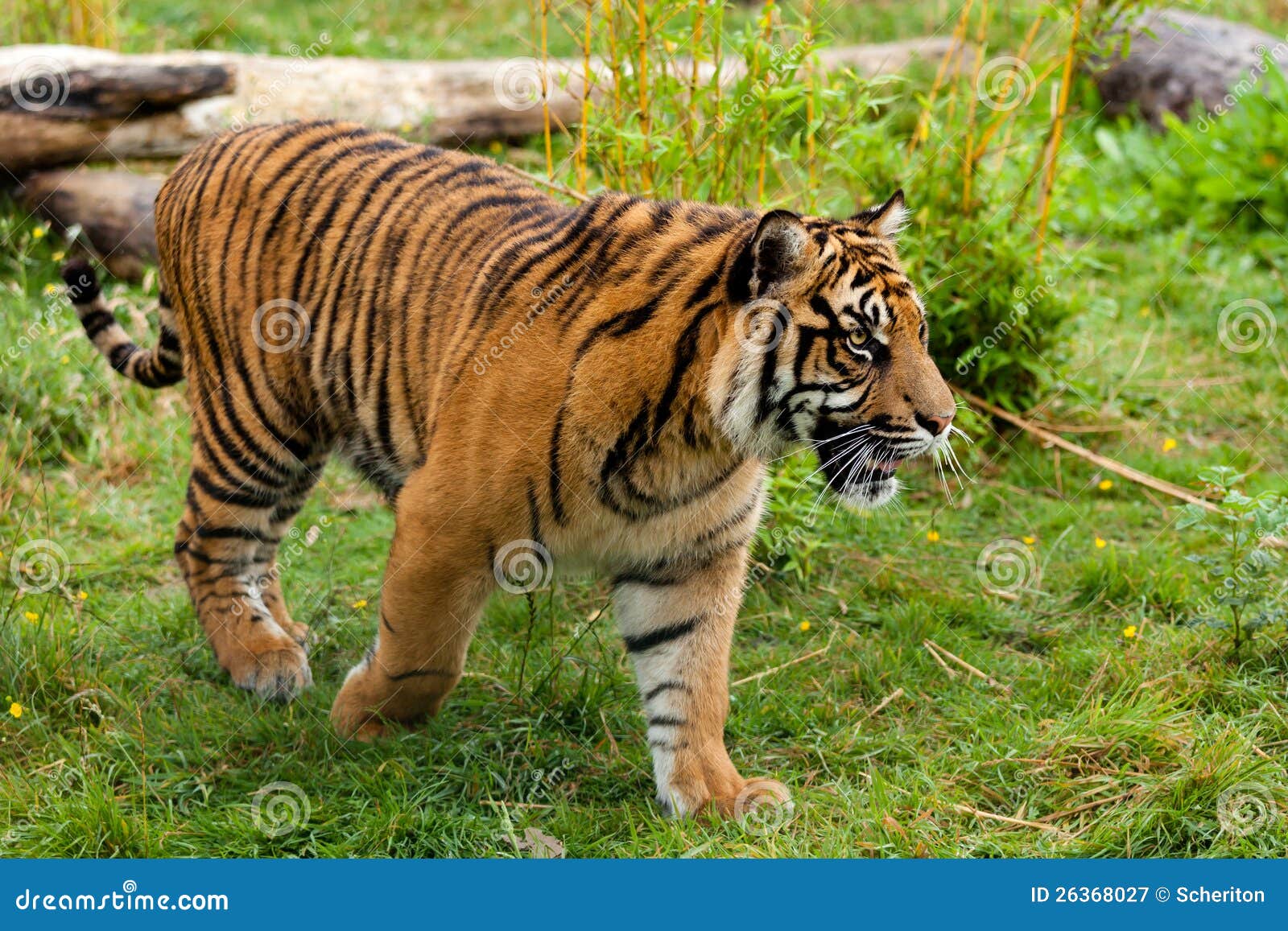 Side Portrait of Young Sumatran Tiger Stock Image - Image of predator ...