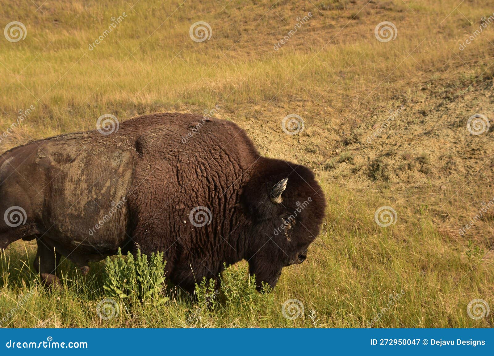 Side Profile of an American Bison in a Field Stock Image - Image of ...