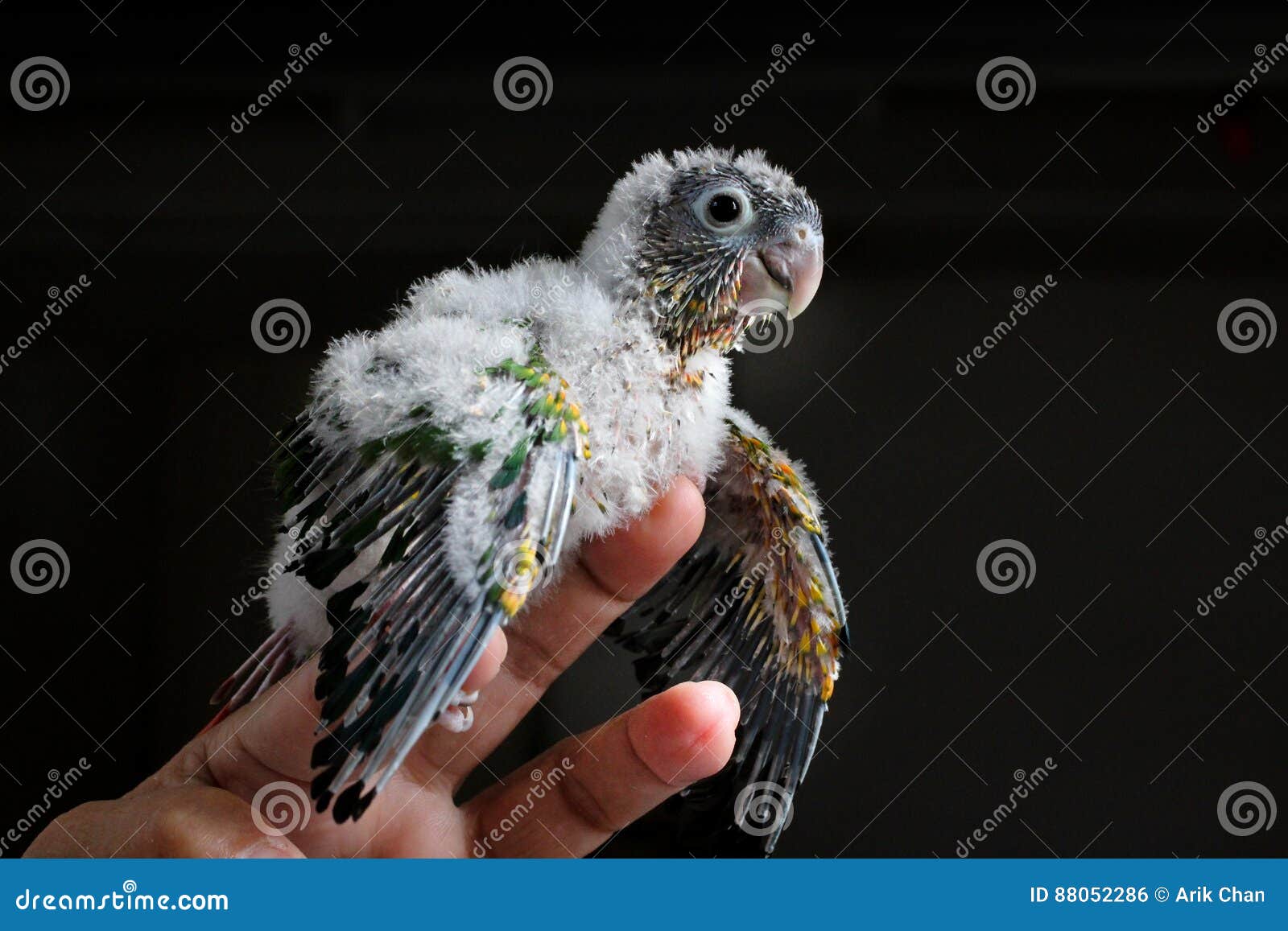Side Profile of a Baby Conure with Drooping Wings Stock Photo - Image ...