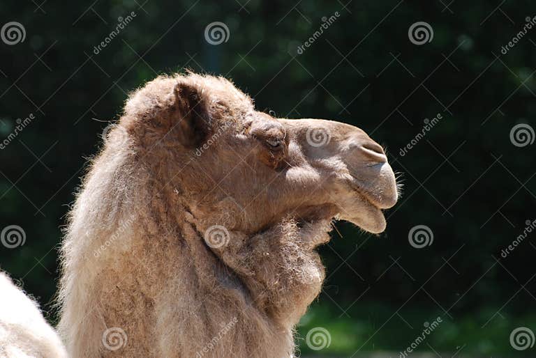 Side Profile of a Bactrian Camel Stock Image - Image of camel ...