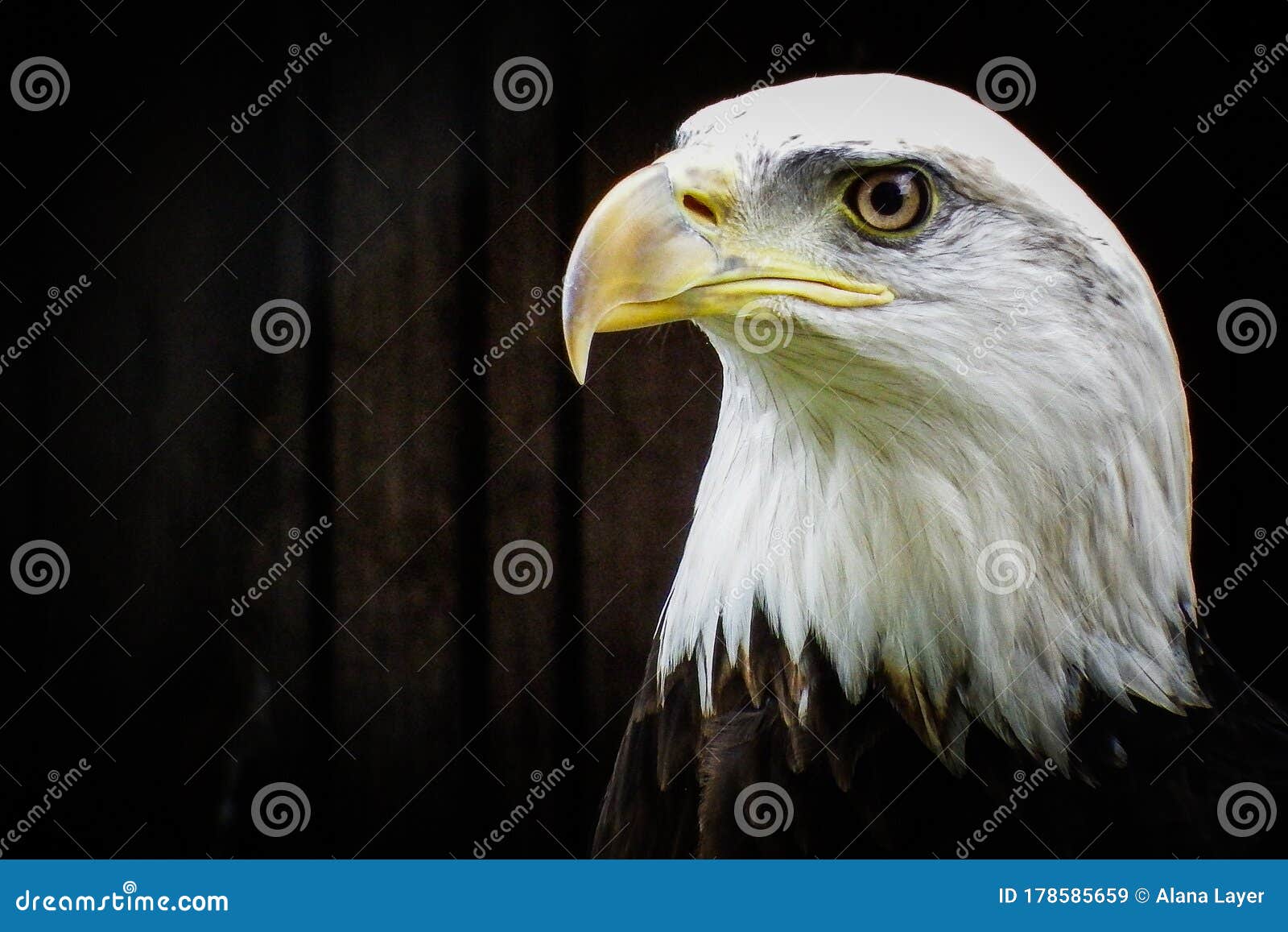 Side Profile of a Bald Eagle Stock Image - Image of eagle, nature ...