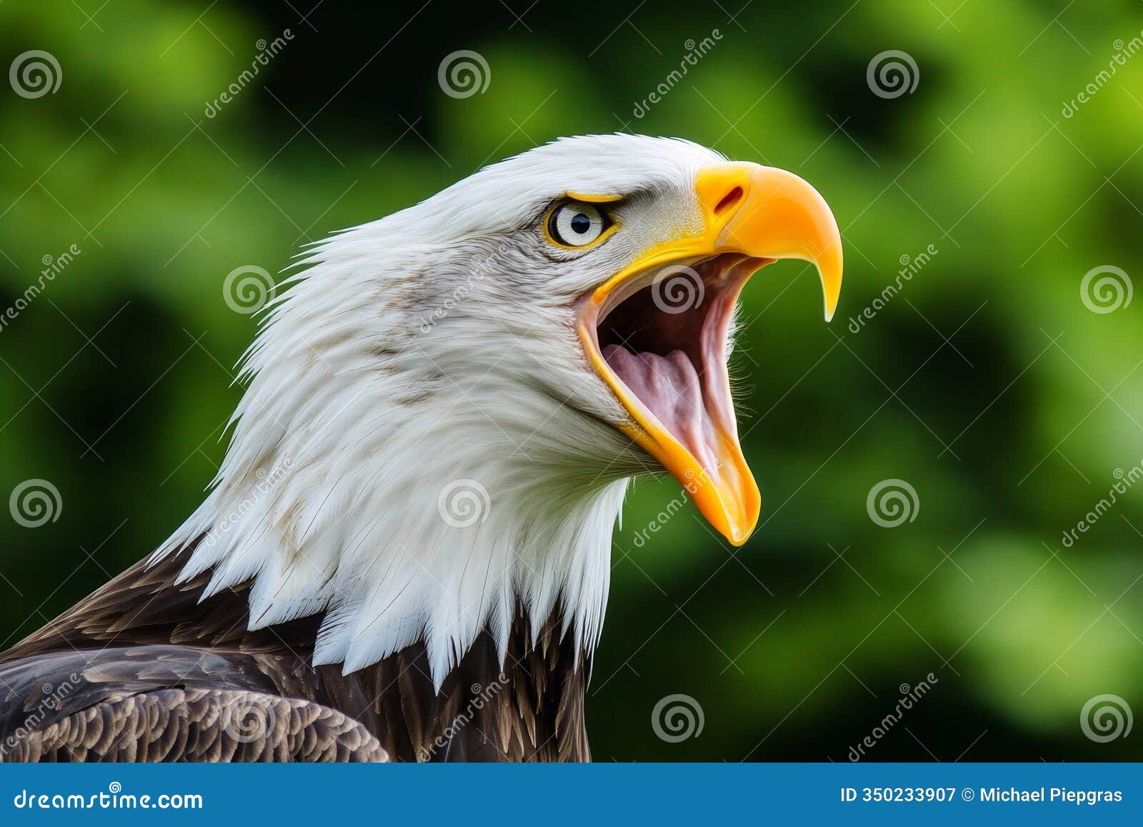 Side Profile of a Bald Eagle in Mid-screech - the Sharp Beak Open with ...