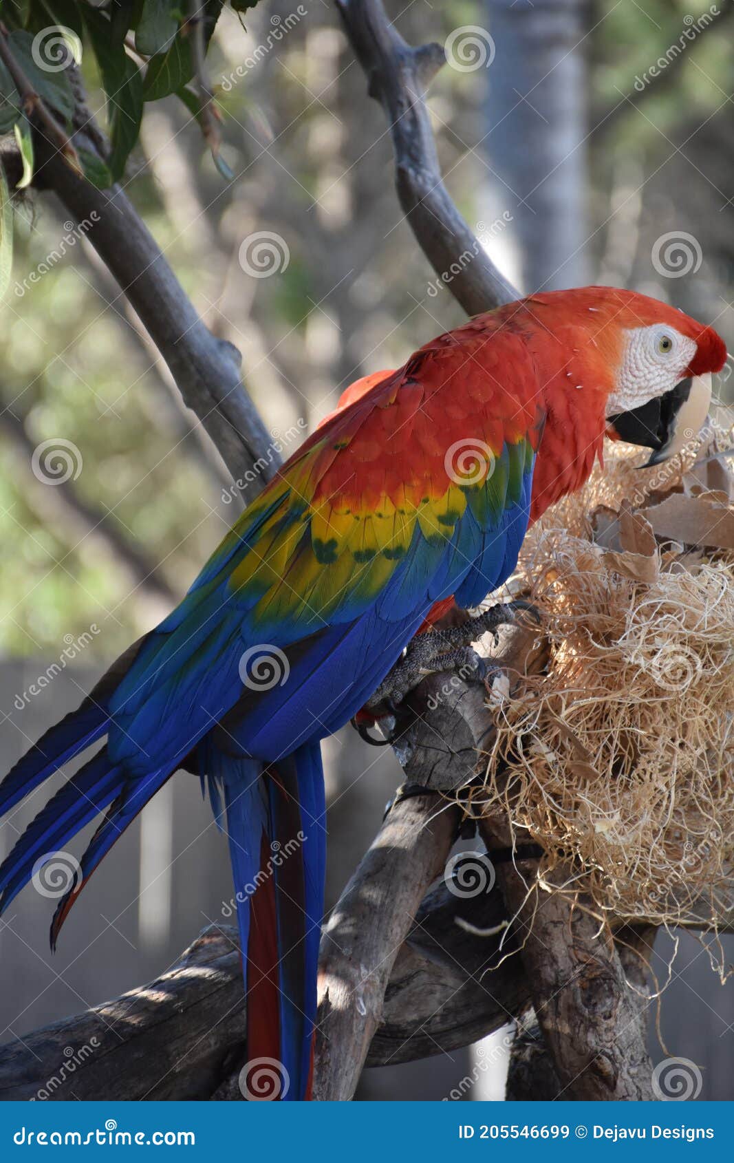 Side Profile of a Beautiful Scarlet Macaw Parrot Stock Image - Image of ...