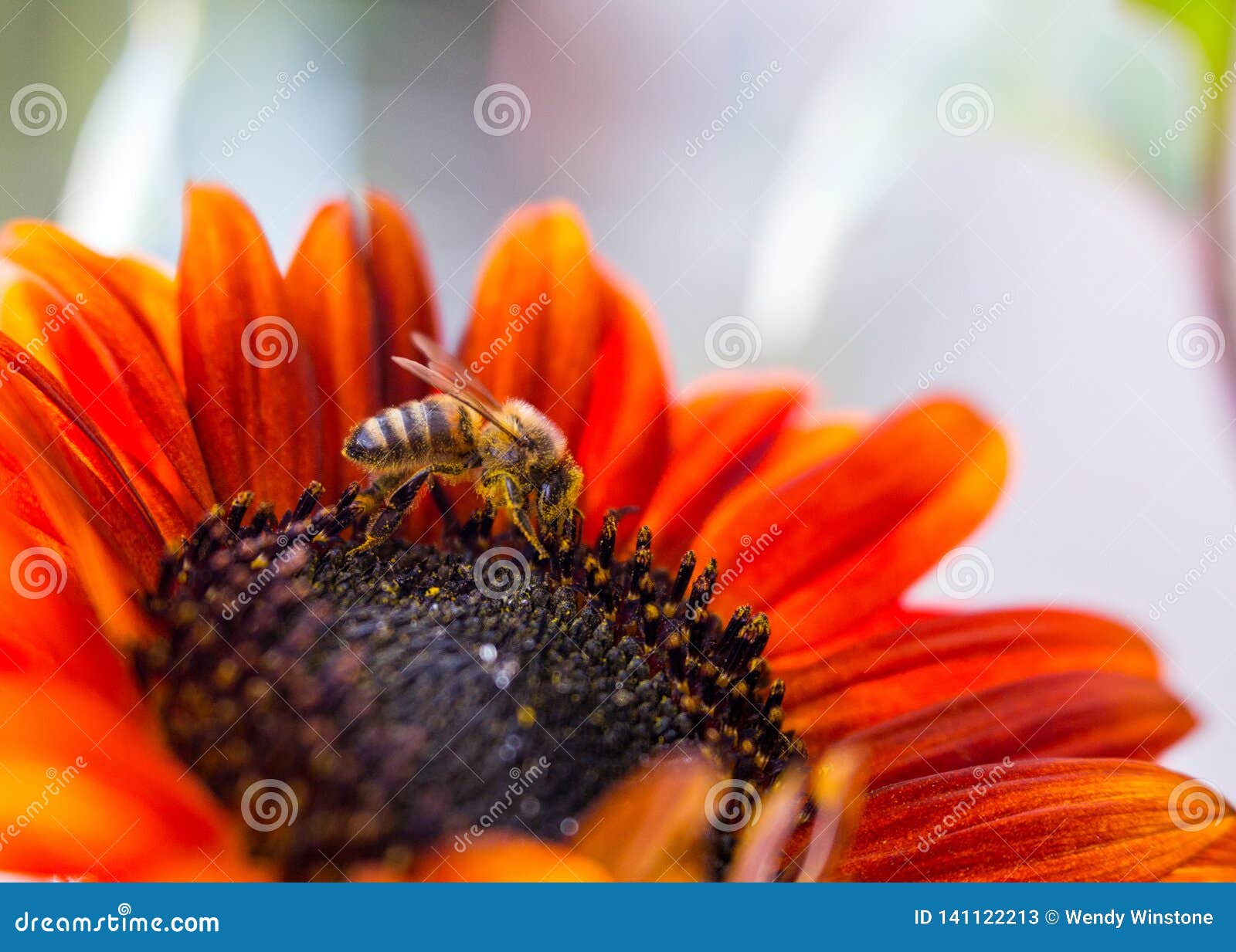 Side Profile of Bee on Prado Sunflower Stock Image - Image of prado ...