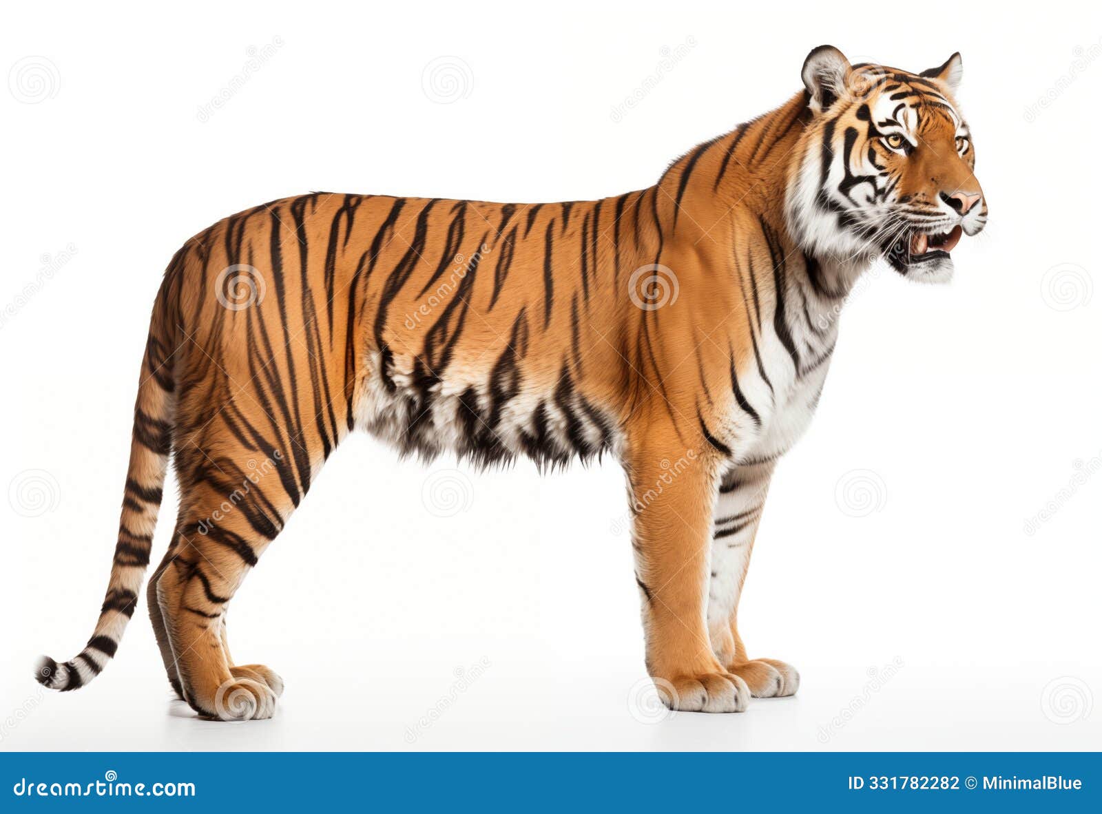 Side Profile of Bengal Tiger on White Background Stock Illustration ...