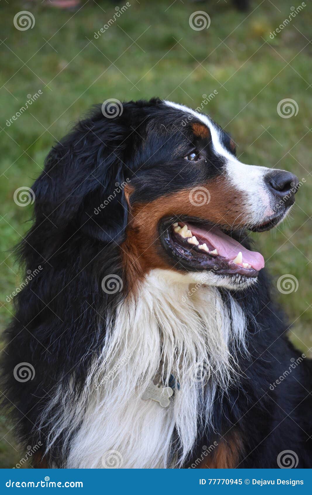 Dog Face Profile View