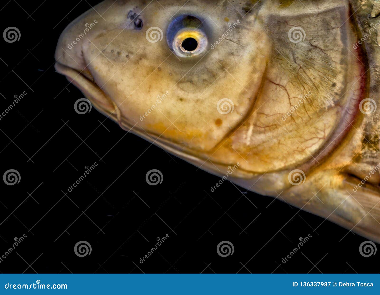 Fish eye stock image. Image of fish, side, profile, open - 136337987