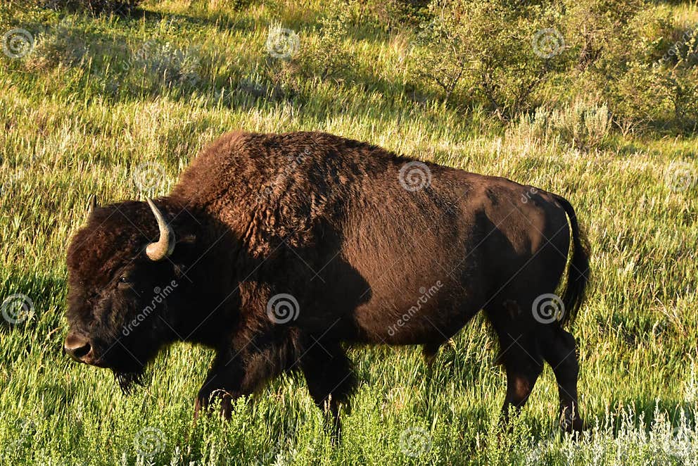 Side Profile of a Bison Walking through a Field Stock Image - Image of ...