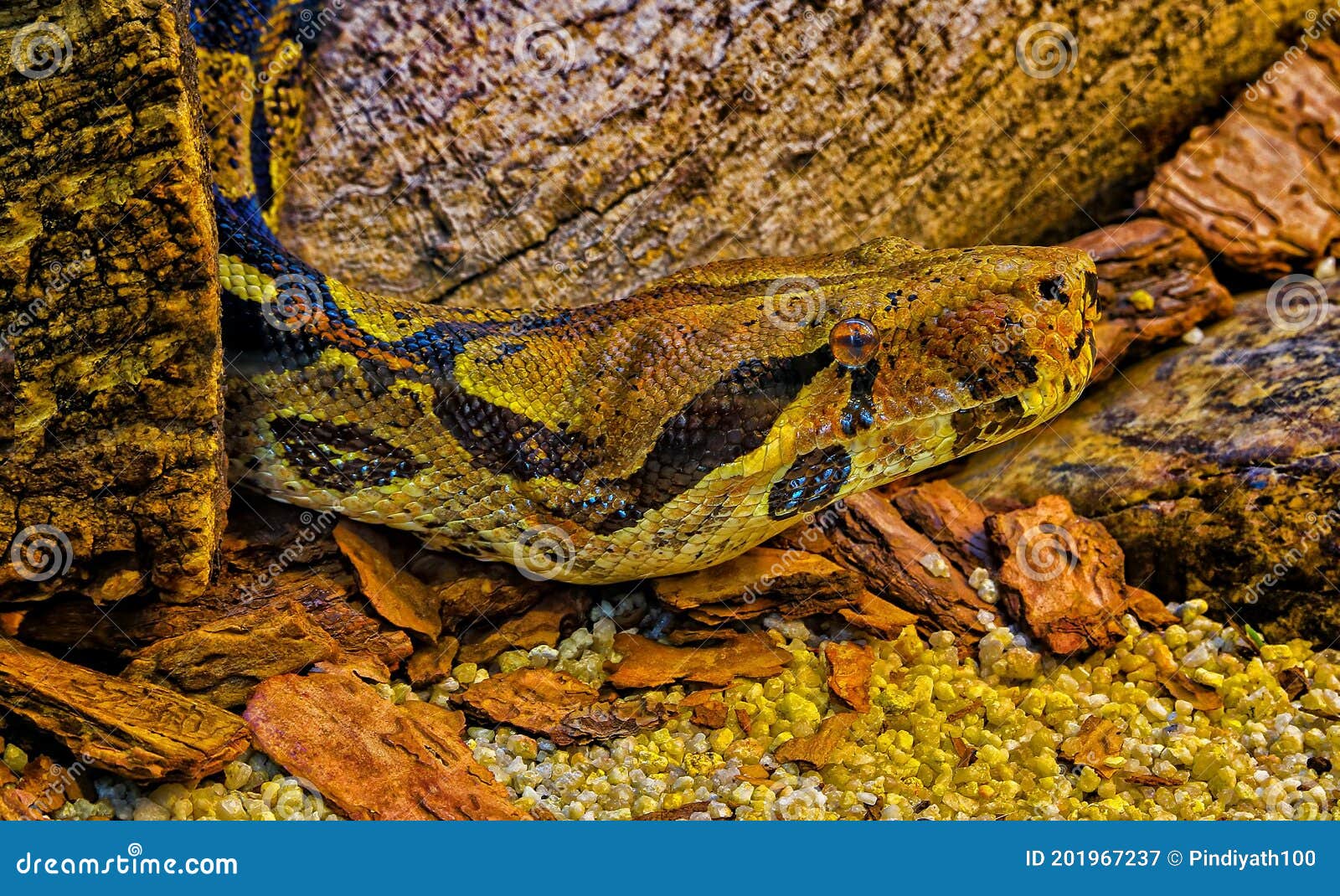 Side Profile of a Boa Constrictor Snake Stock Image - Image of snake ...